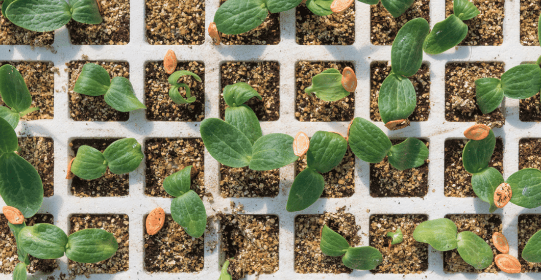 Advancing Your Seed Germination Game with Innovative Techniques and Sustainable Practices ...