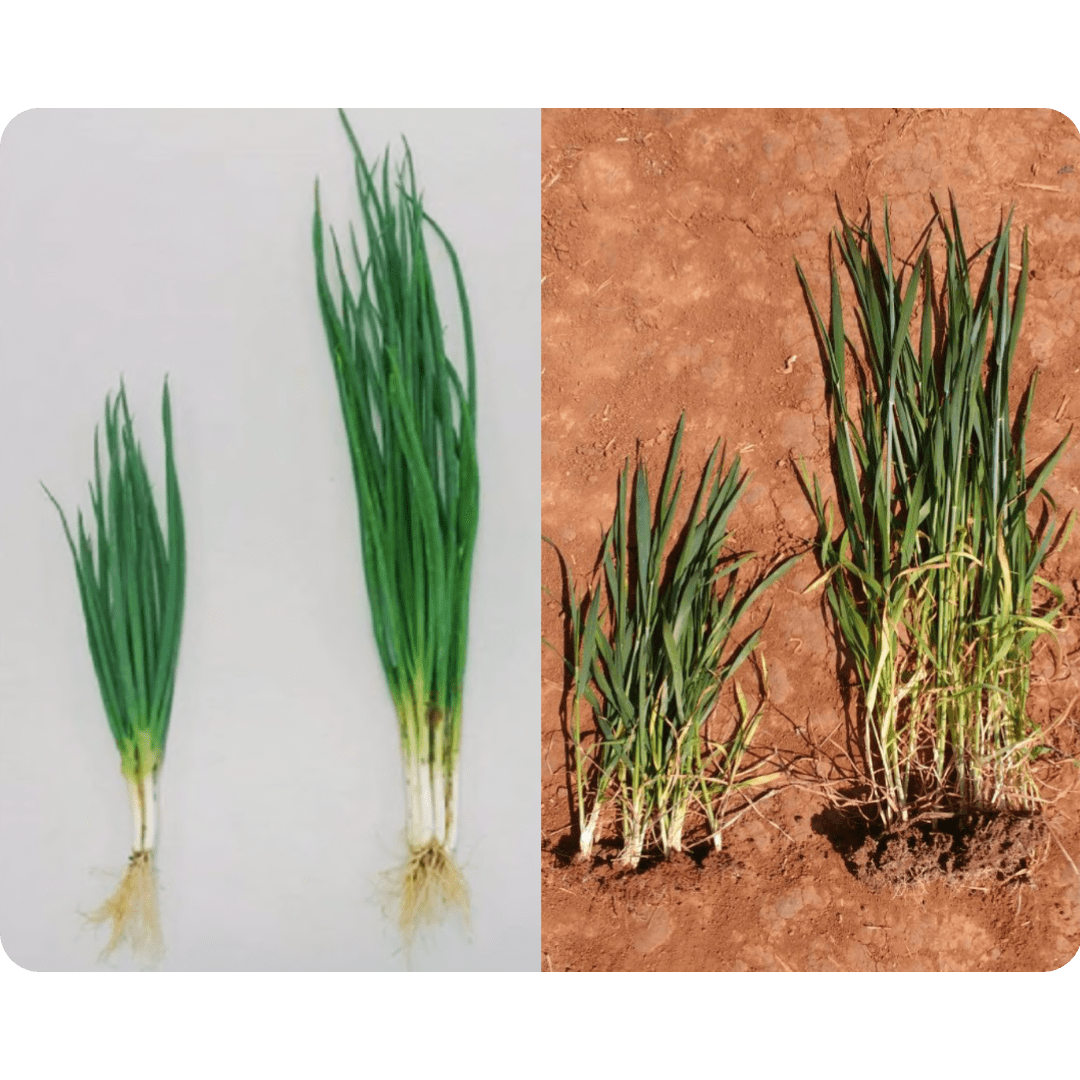 EM-1® Soil Conditioner, Gardening Supplies & Compost Bins – TeraGanix