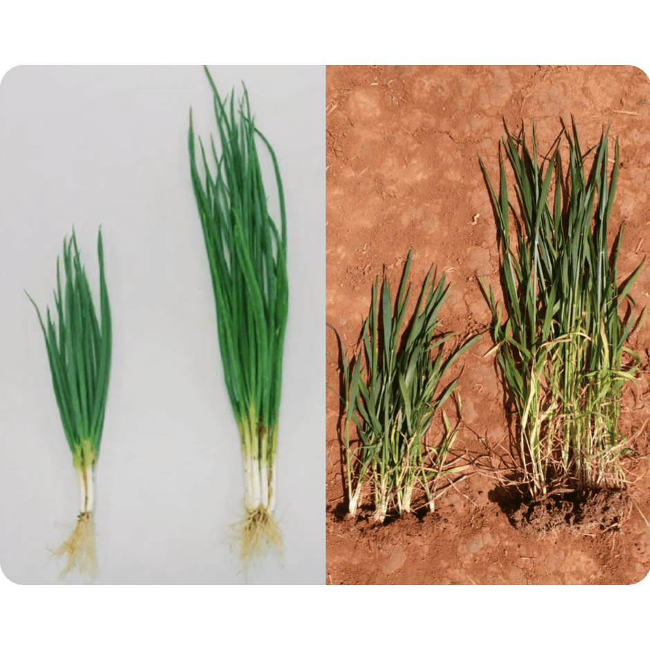 EM-1® Soil Conditioner, Gardening Supplies & Compost Bins – TeraGanix