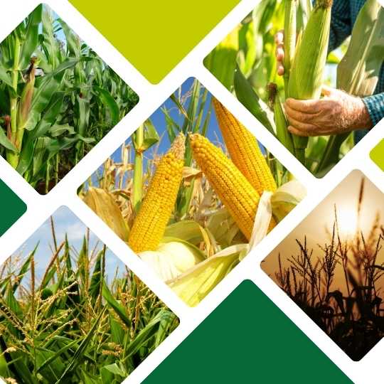 Corn Case Study – TeraGanix