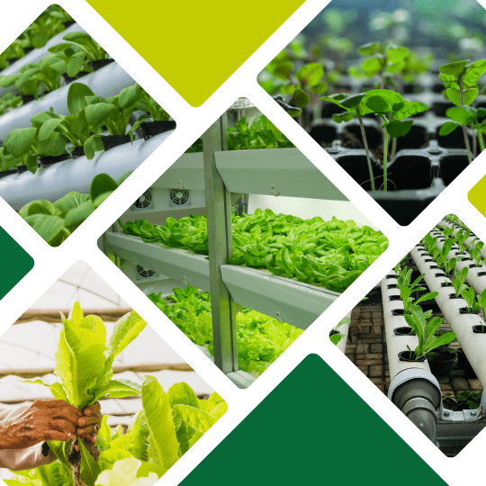 Hydroponics Case Study – TeraGanix
