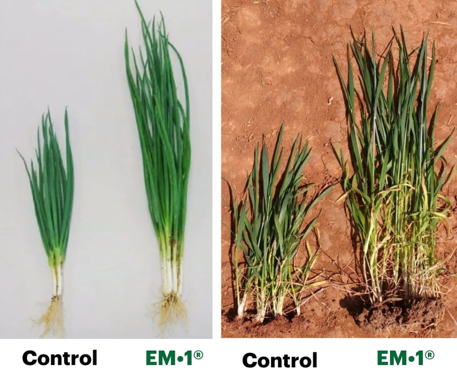 EM1 Soil Conditioner - Improve Garden Health & Fertility | TeraGanix