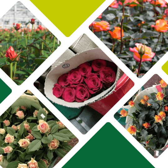 Roses Case Study – TeraGanix