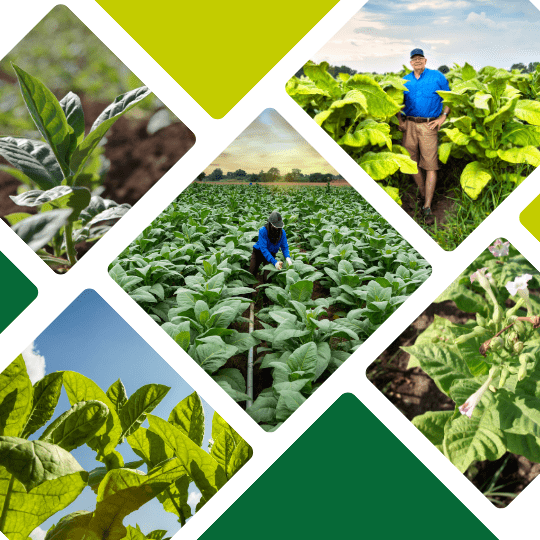 Tobacco Case Study – TeraGanix