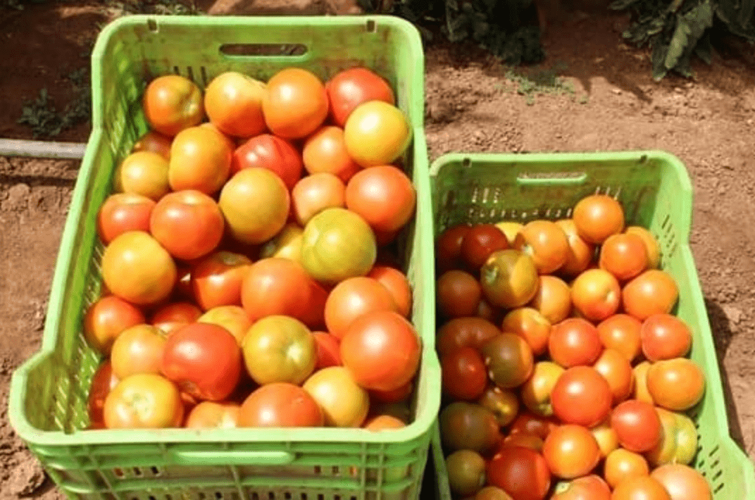 Tomatoes Case Study – TeraGanix